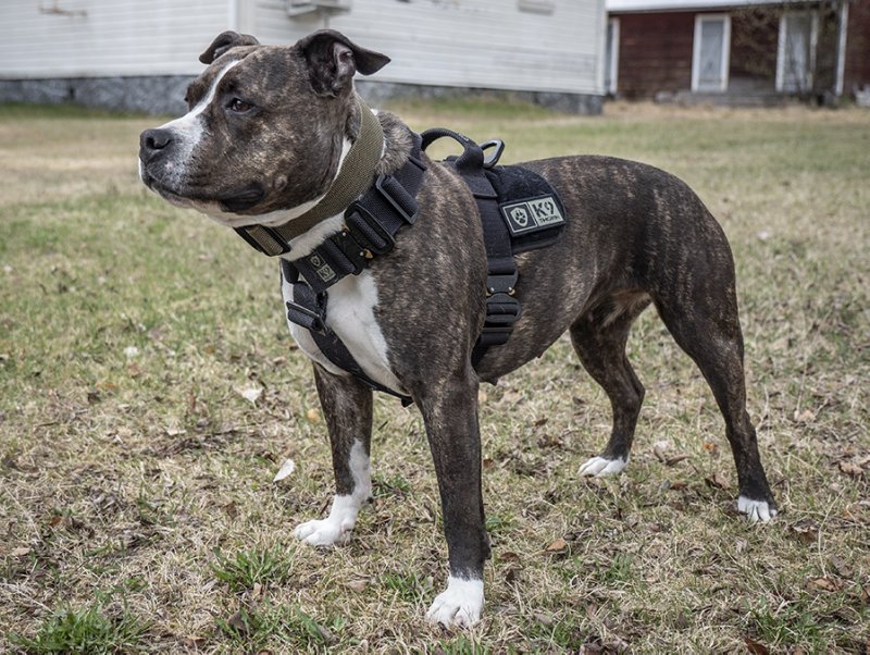 K9 Thorn Delta Dog Harness - K9 Thorn - Brands
